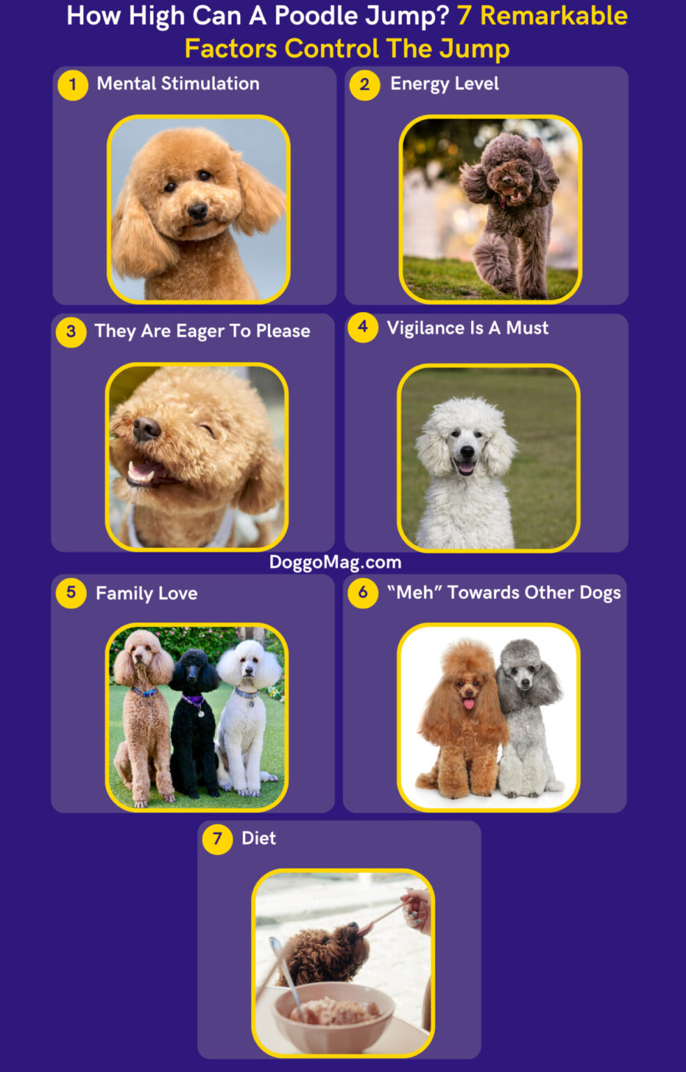 How High Can A Poodle Jump? 7 Remarkable Factors Control The Jump ...