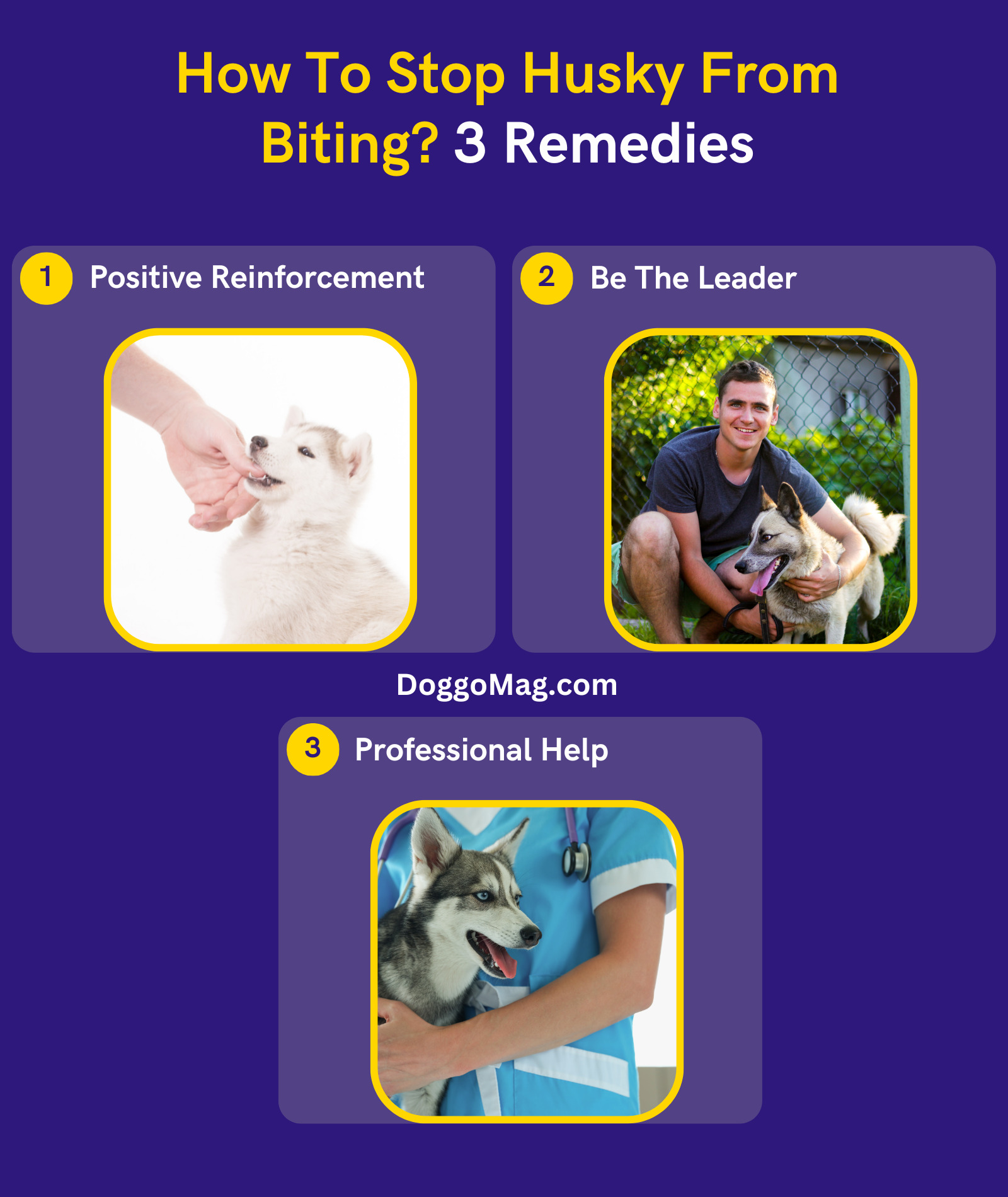 How To Stop Husky From Biting? 3 Reasons And 3 Remedies - DoggoMag