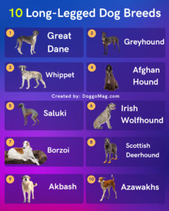 10 Astonishingly Long Legged Dog Breeds With Pictures - DoggoMag