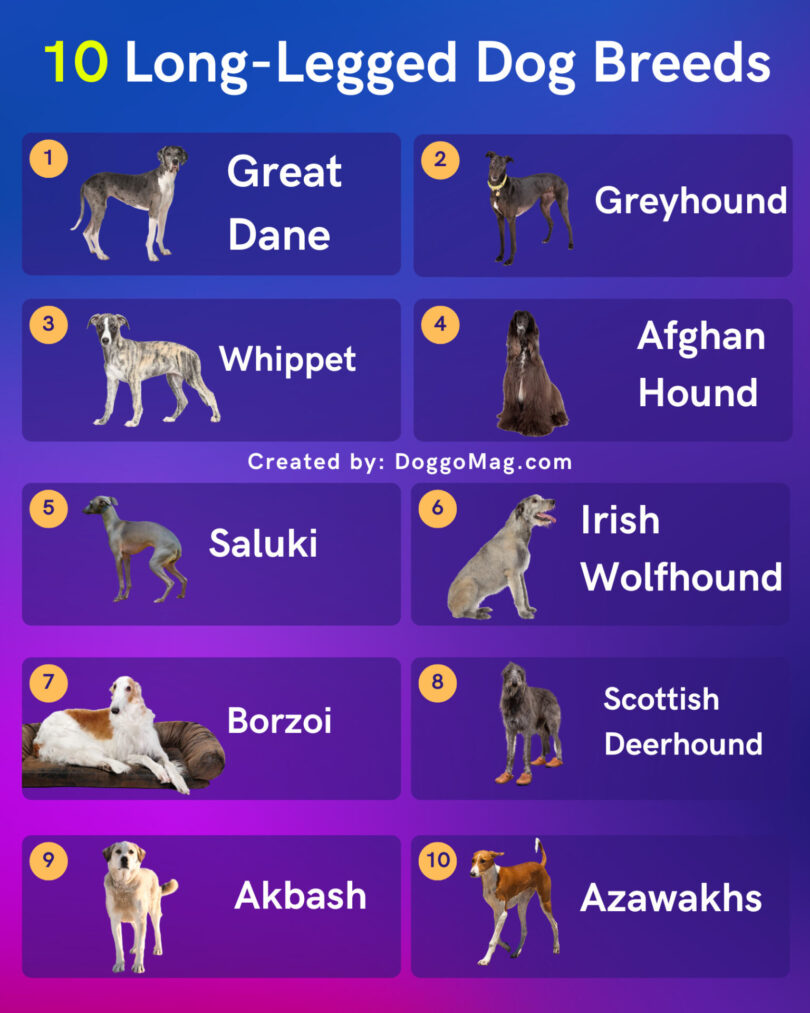 10 Astonishingly Long Legged Dog Breeds With Pictures - DoggoMag